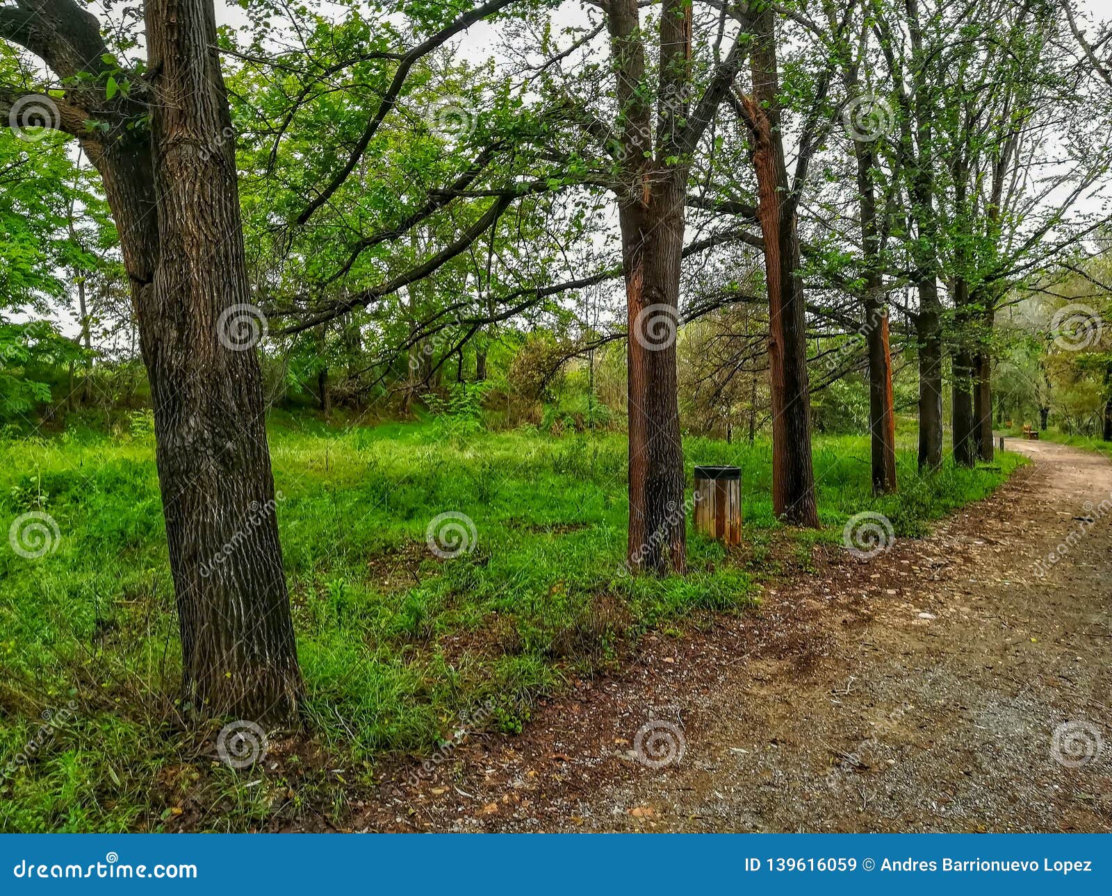 Row of Trees in Natural Landscape Stock Image - Image of green, bush ...