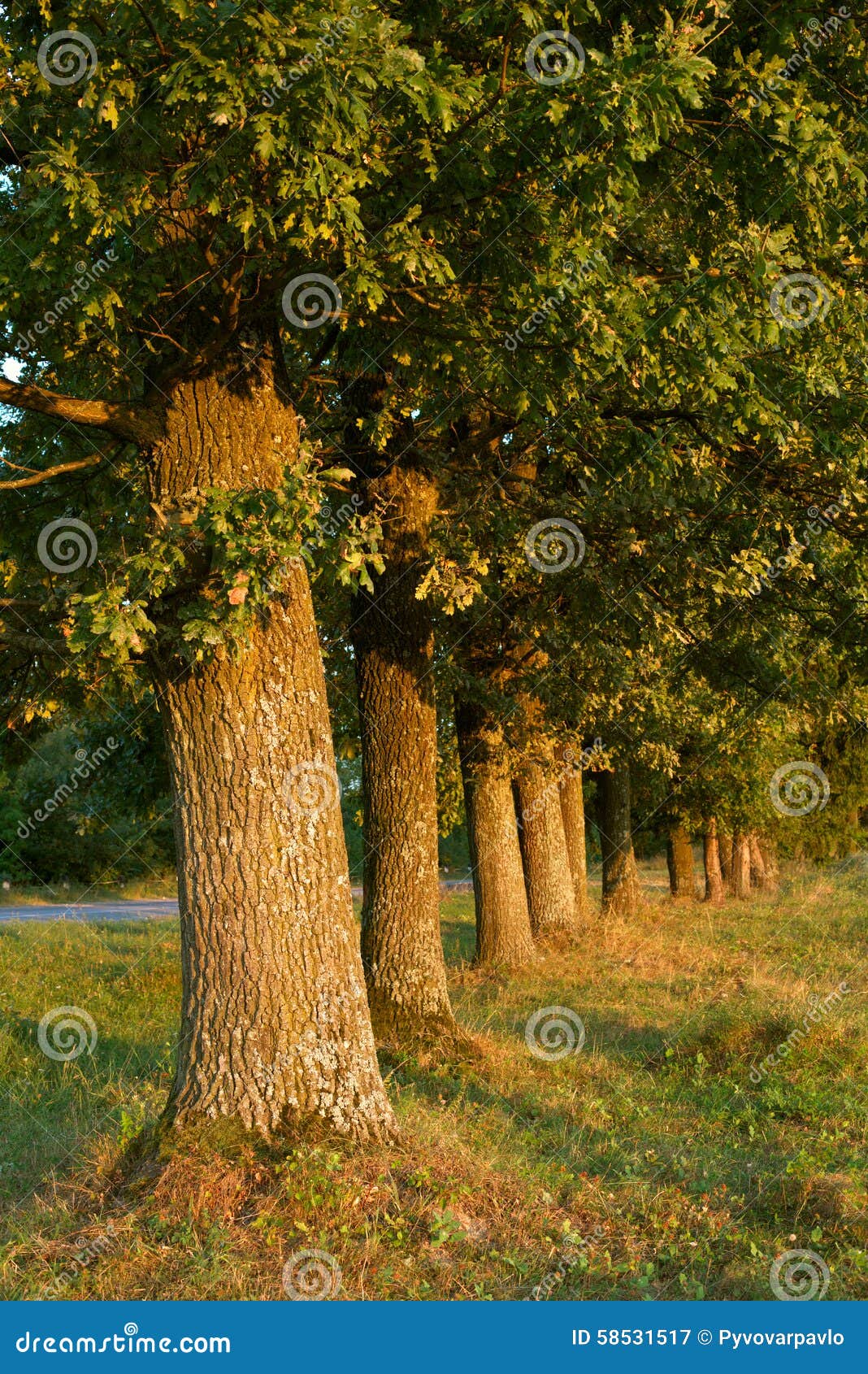 Row of trees oaks stock image. Image of forest, sunset - 58531517