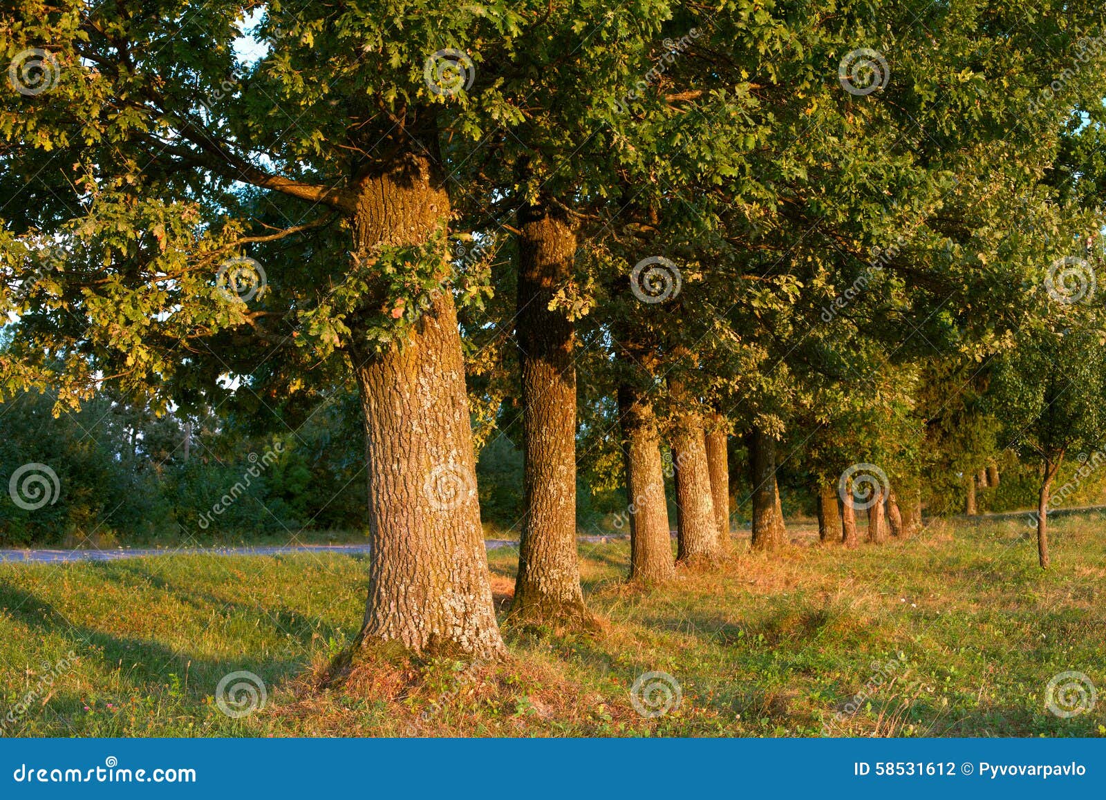 Row of trees oaks stock photo. Image of range, summer - 58531612