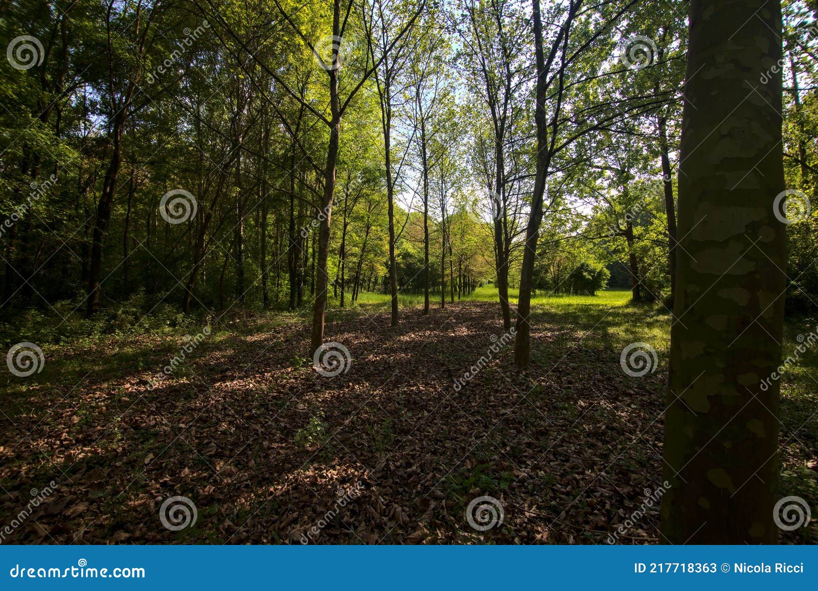Row of Trees in an Open Space in a Park in the Italian Countryside ...