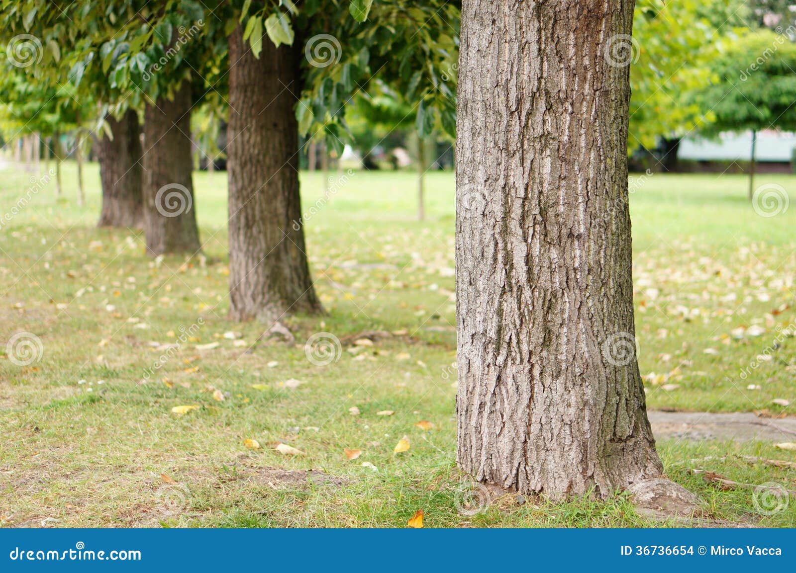 Row of trees stock photo. Image of wood, outdoor, trees - 36736654