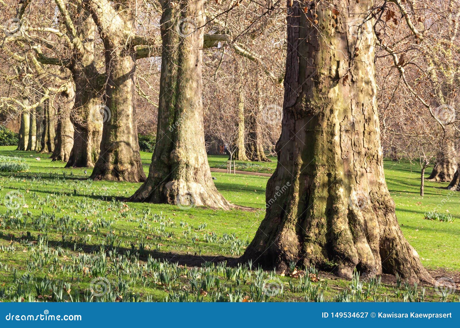 Row of trees in the park stock image. Image of ecology - 149534627