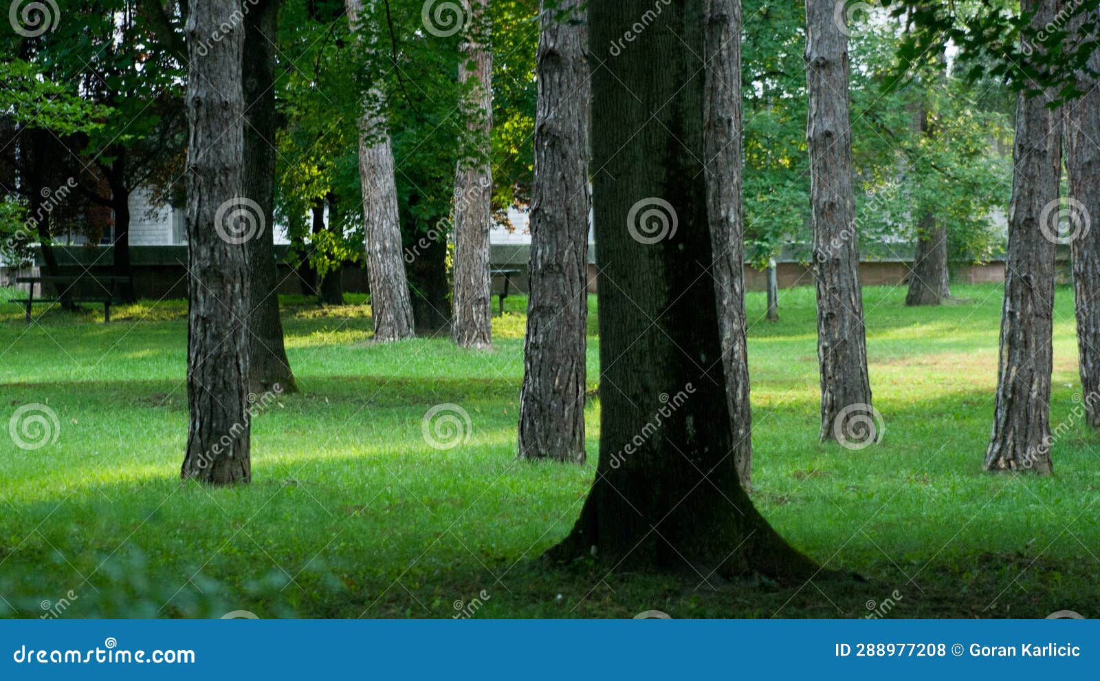 Tree row stock photo. Image of deciduous, tree, trunk - 288977208