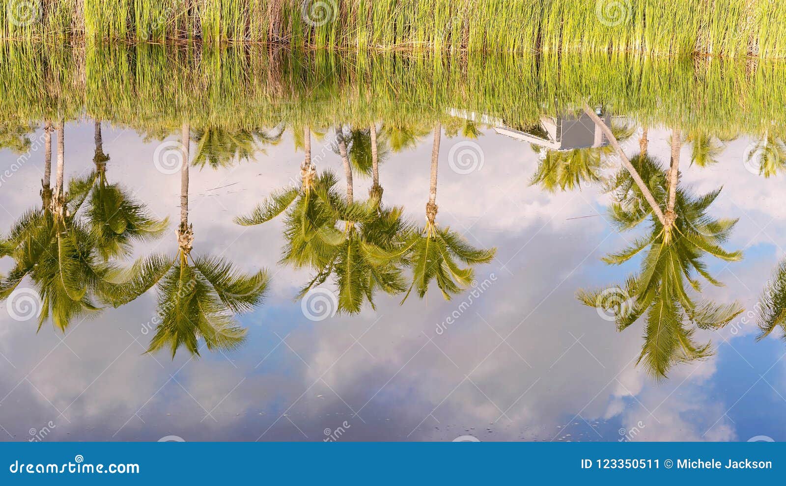 A Row of Trees Reflected in the Water of a Still Lake Stock Image ...