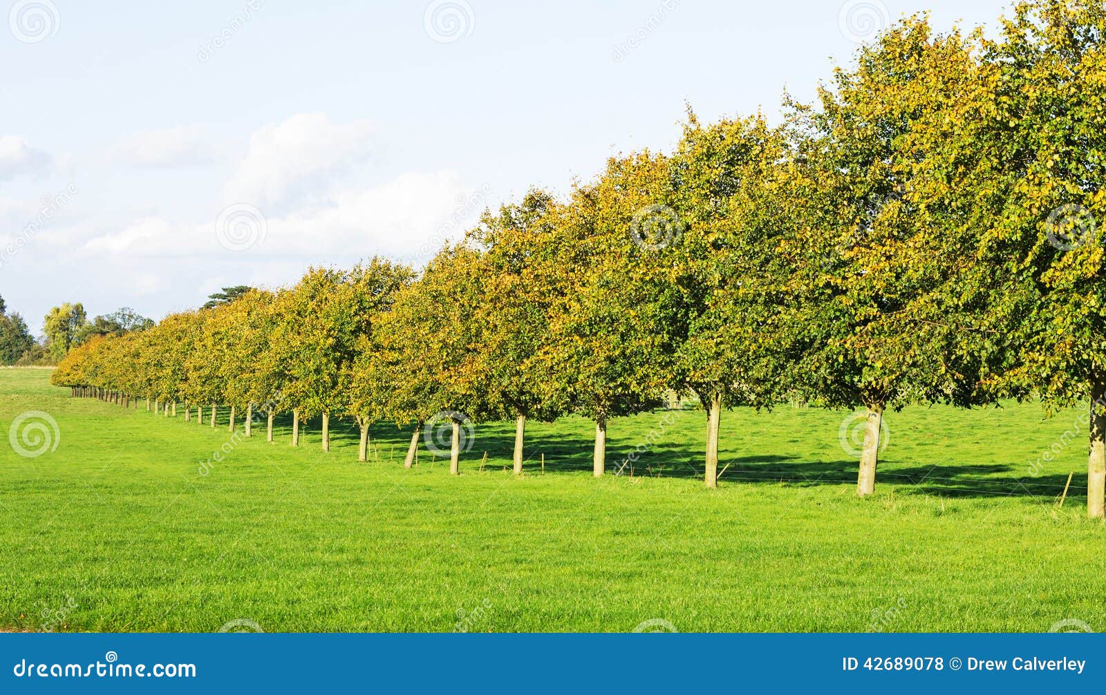A Row of Trees Set in Grass Stock Photo - Image of scenic, colorful ...