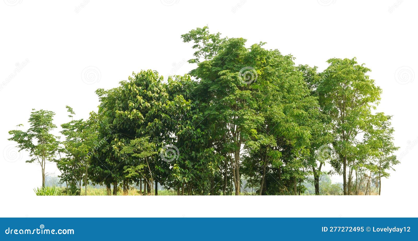 Row of Trees and Shrubs Isolate on White Background Stock Image - Image ...