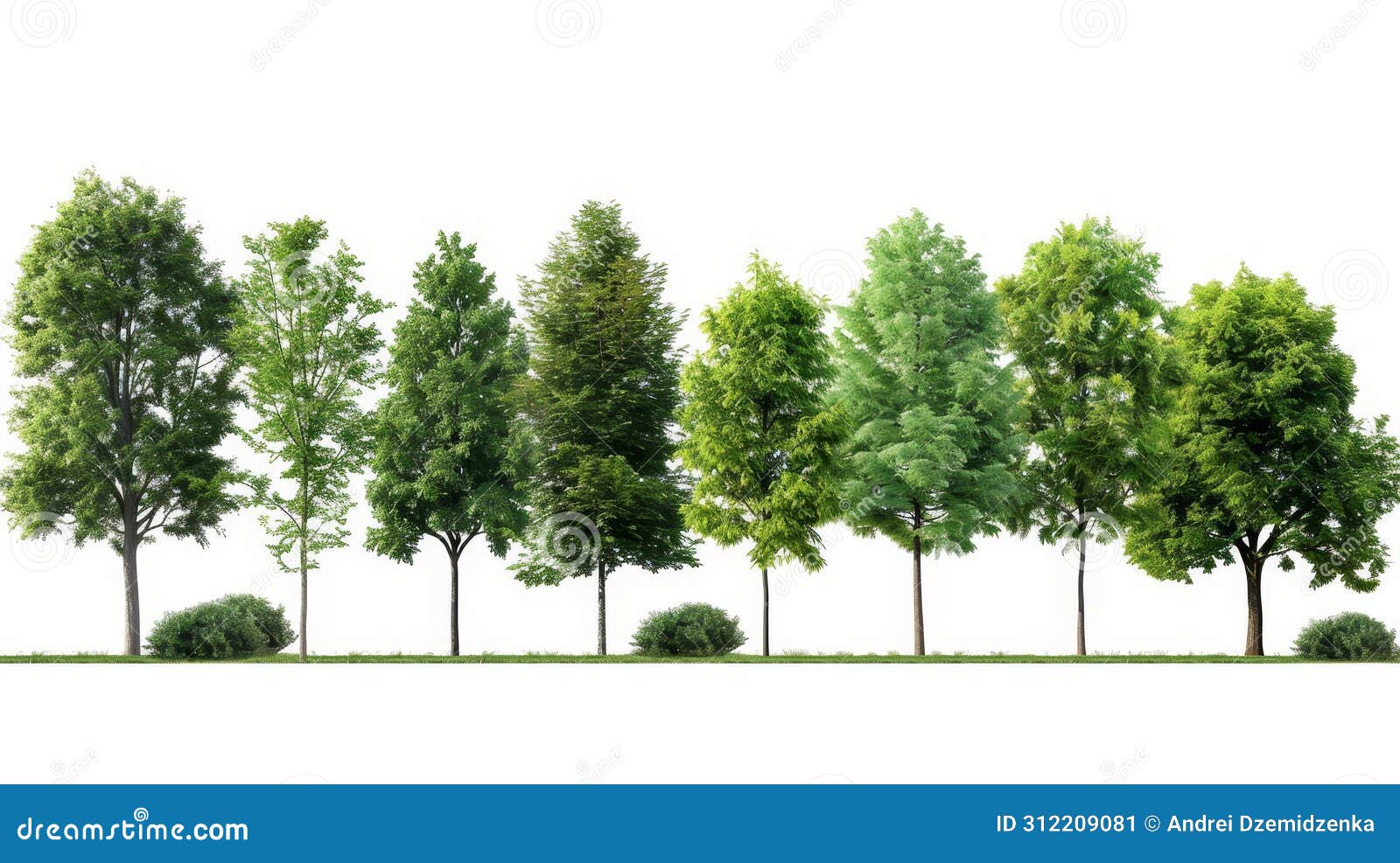 A Row of Trees and Shrubs Isolated on a White Background in Summer ...
