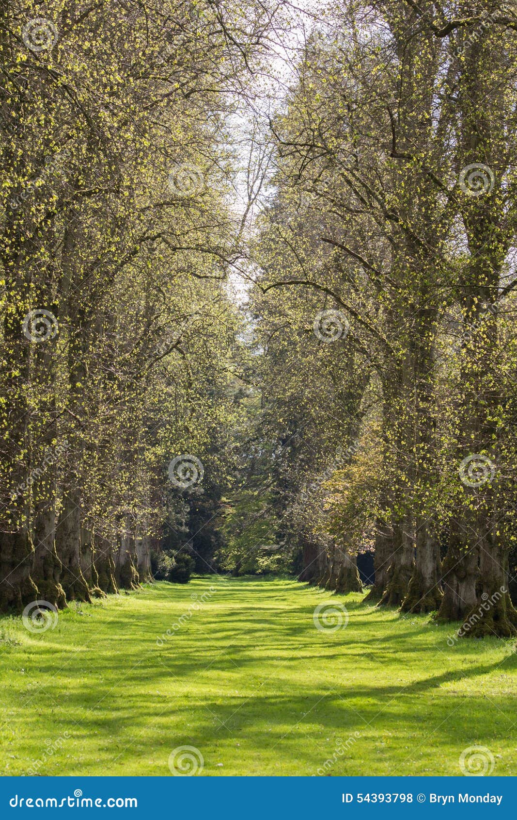 Row of Trees stock photo. Image of westonbirt, tree, pathway - 54393798