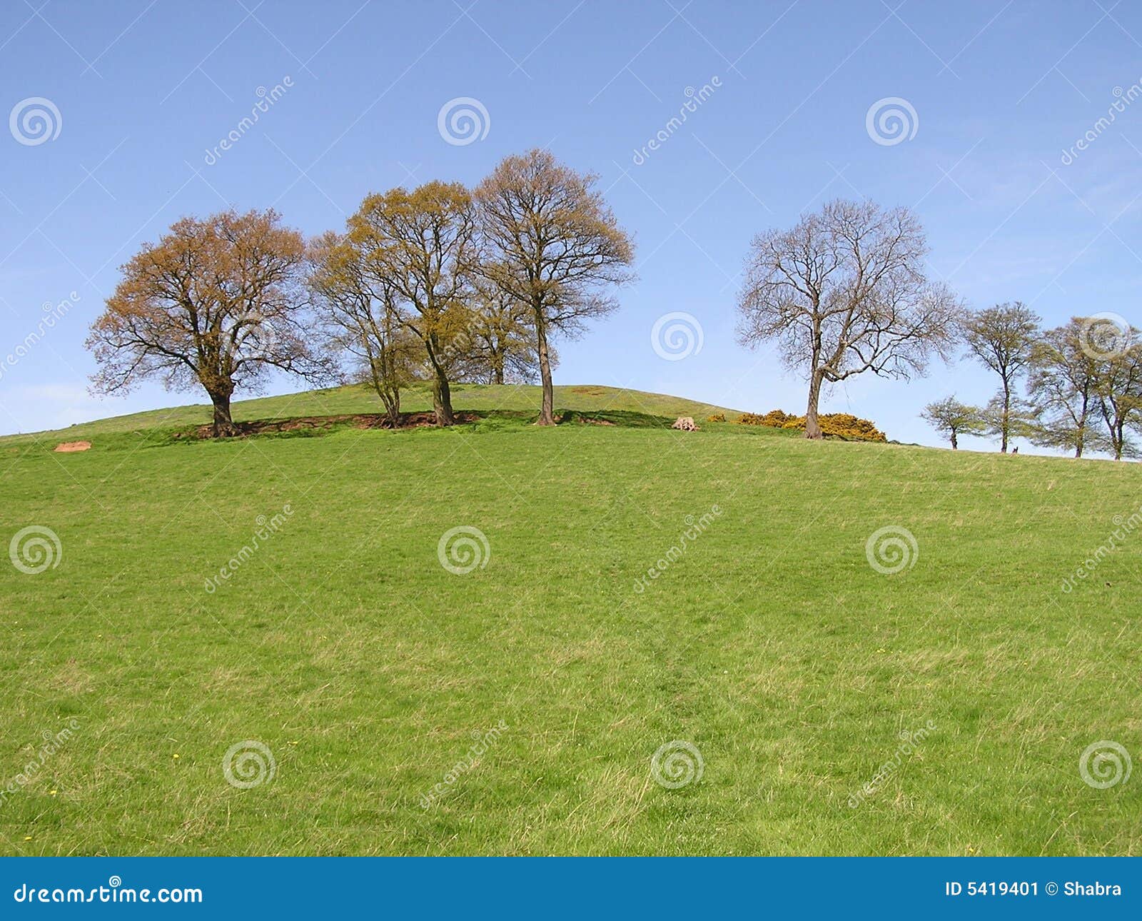 A Row of Trees on Top of a Grassy Hillside Stock Image - Image of green ...