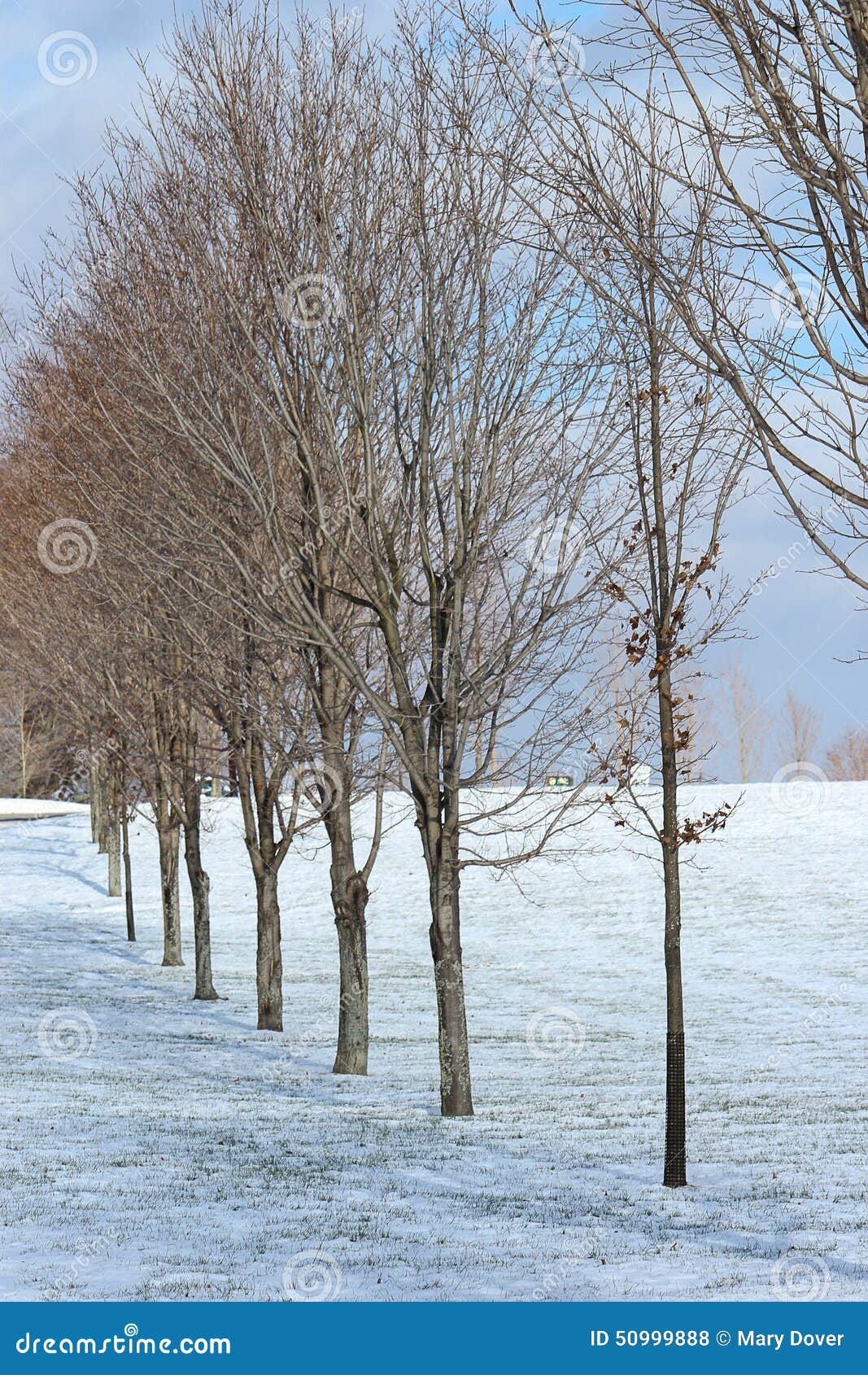 Row of trees in winter stock photo. Image of rural, field - 50999888