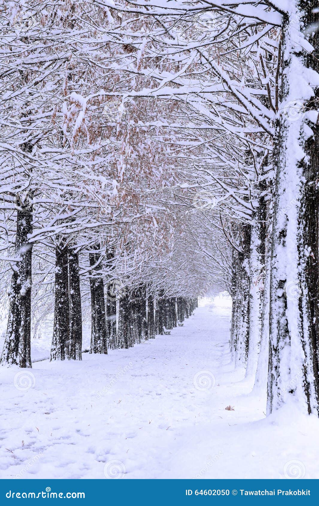 Row of trees in Winter. stock photo. Image of cool, recreation - 64602050