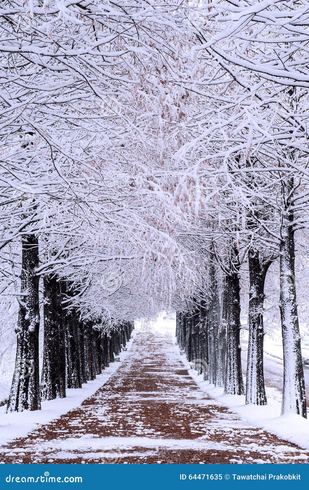 Row of Trees in Winter with Falling Snow. Stock Image - Image of ...