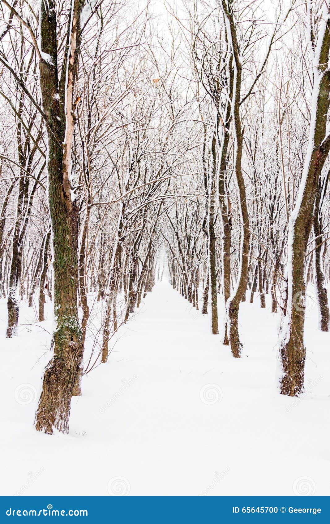 Row of Trees during Winter Storm Stock Photo - Image of weather ...