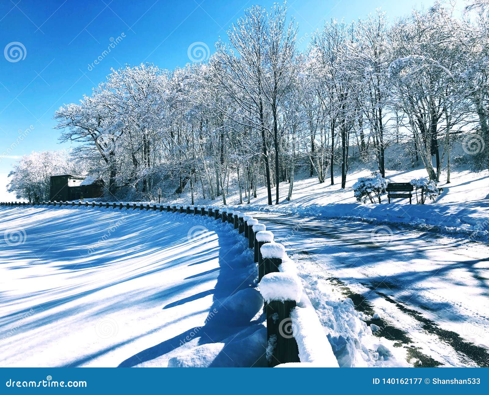 A Row of Treess Branches Covered Snow with Sunlight Shadow Stock Image ...