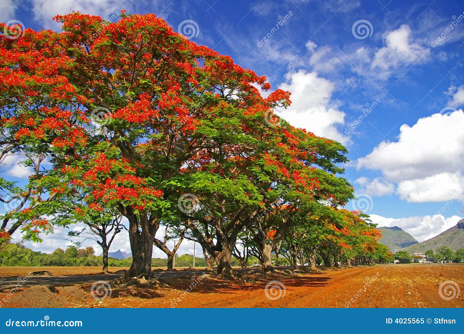 Row of Tropical Flame Trees Stock Image - Image of bright, backgrounds ...