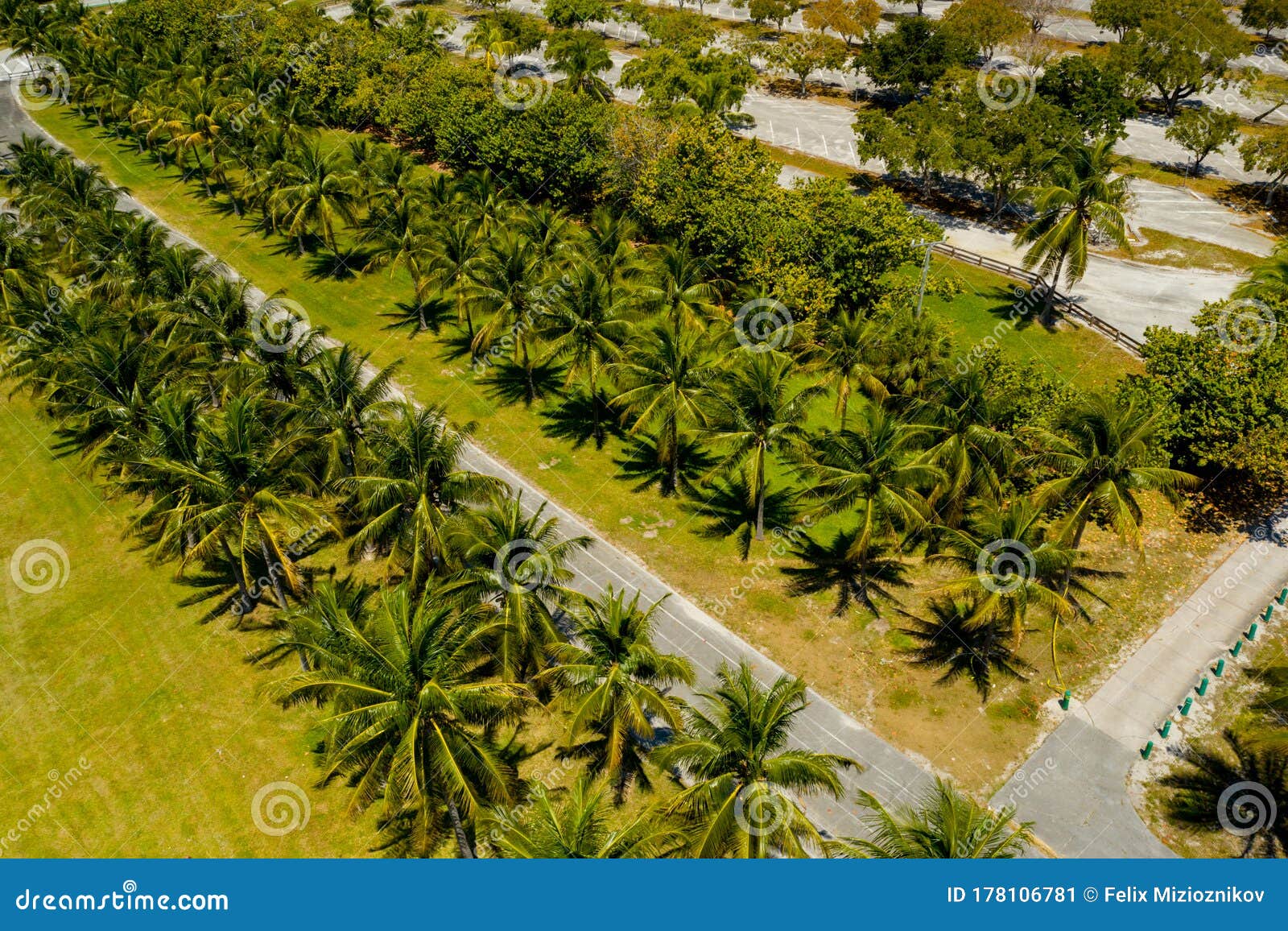 Row of tropical palm trees stock image. Image of trees - 178106781