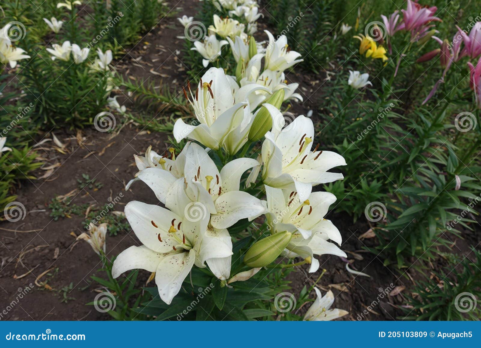 Row of Lilies with Spotted White Flowers in June Stock Image - Image of ...