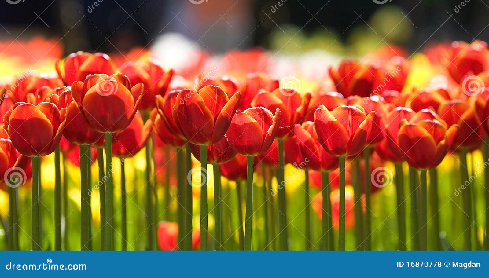 Row of tulips stock photo. Image of blooming, tulips - 16870778