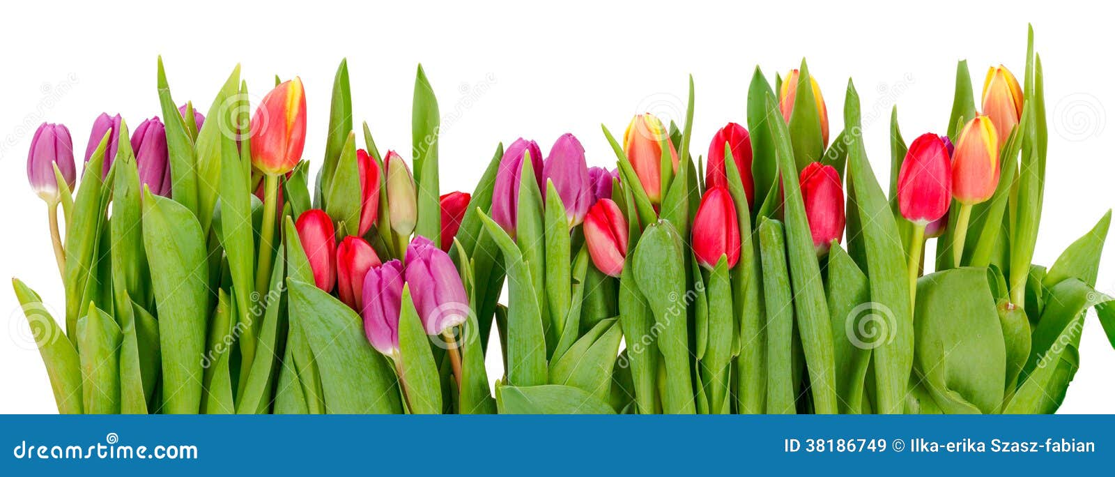 Row of tulips stock image. Image of spring, bunch, isolated - 38186749
