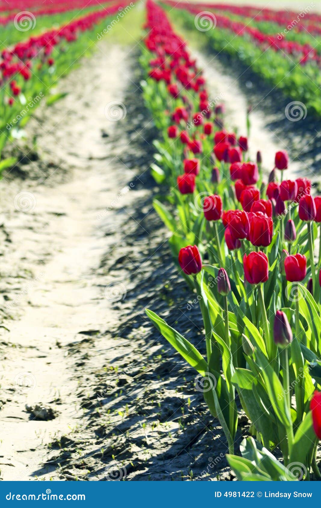 Row of tulips stock photo. Image of color, bloom, green - 4981422