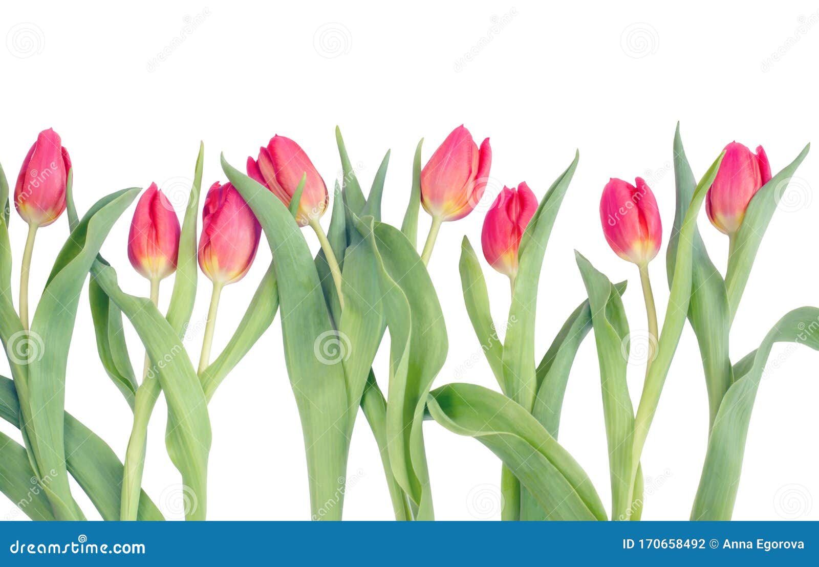 Row of tulips on a white stock photo. Image of petal - 170658492