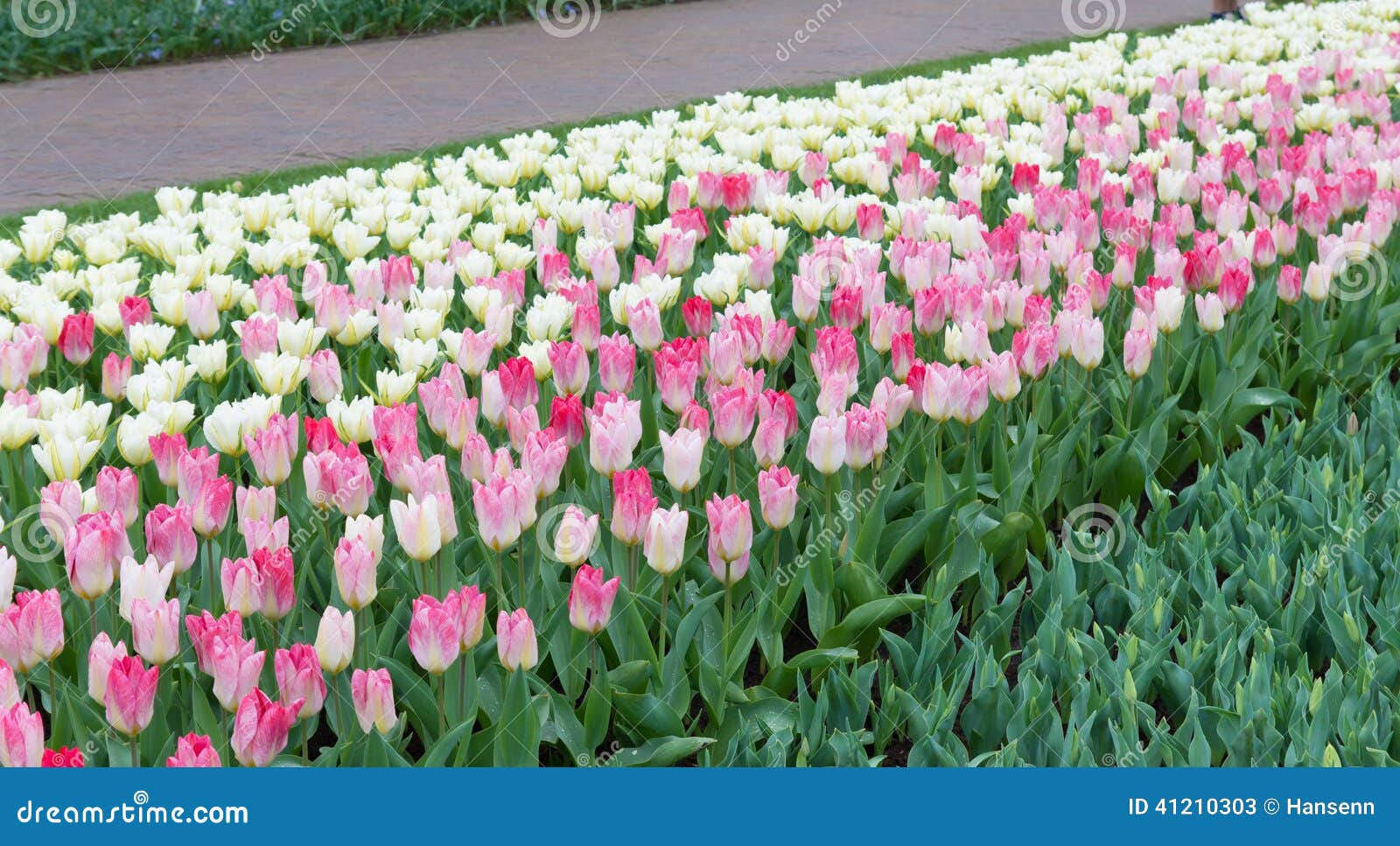 Row of tulips stock image. Image of multicolor, outdoors - 41210303