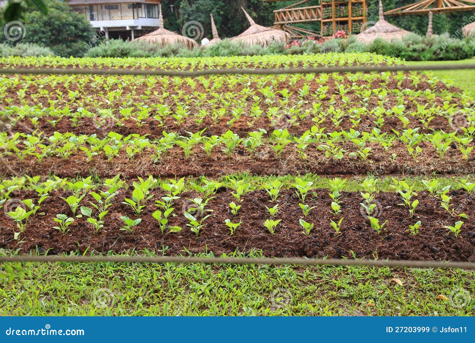 Row of vegetable stock image. Image of autumn, agronomic - 27203999