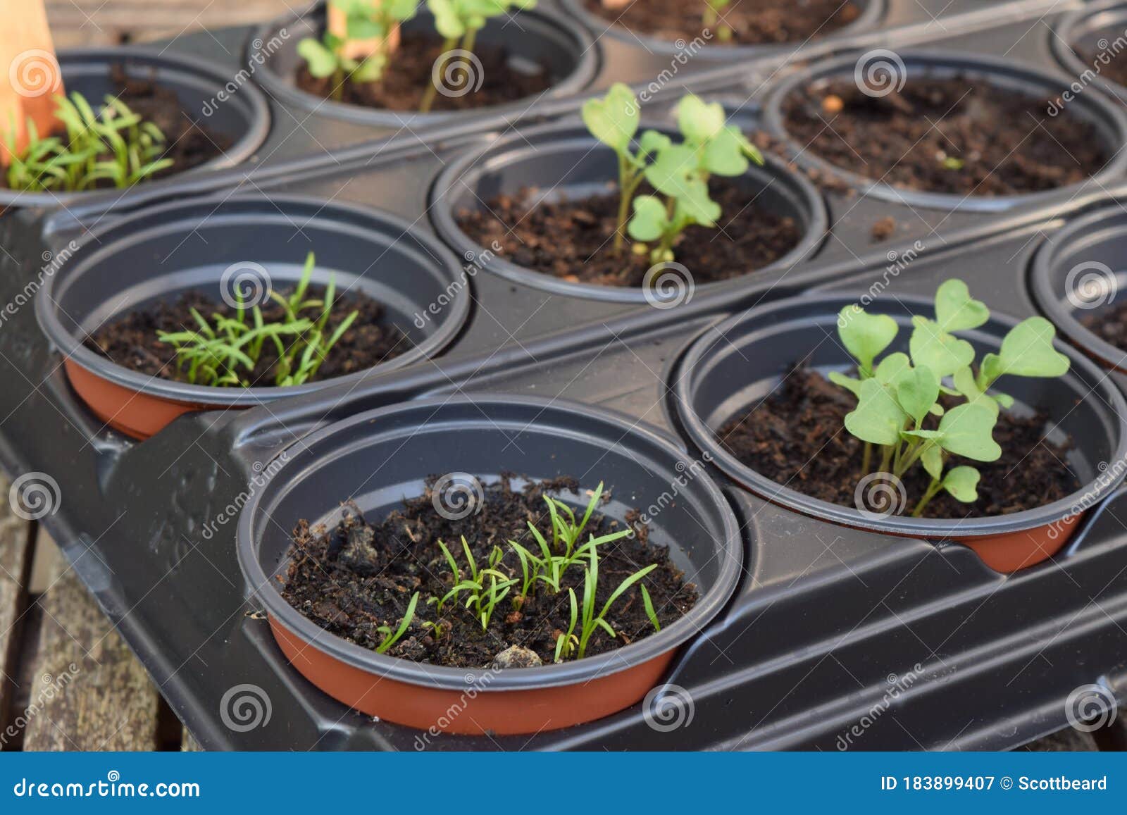 Row of Vegetable Seedlings in Pots Stock Image - Image of vegetables ...