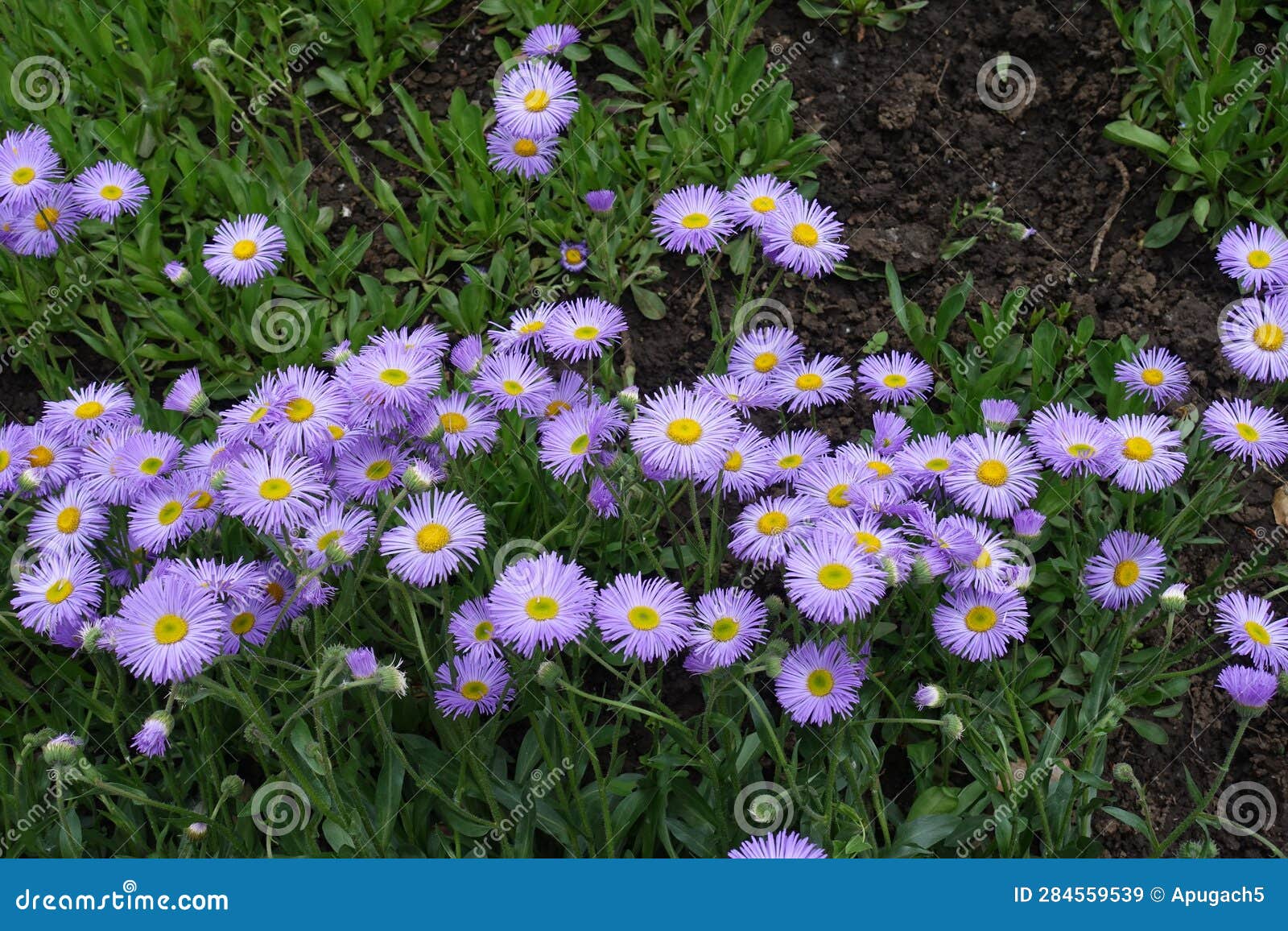 Row of Violet Flowers of Erigeron Speciosus Stock Image - Image of ...
