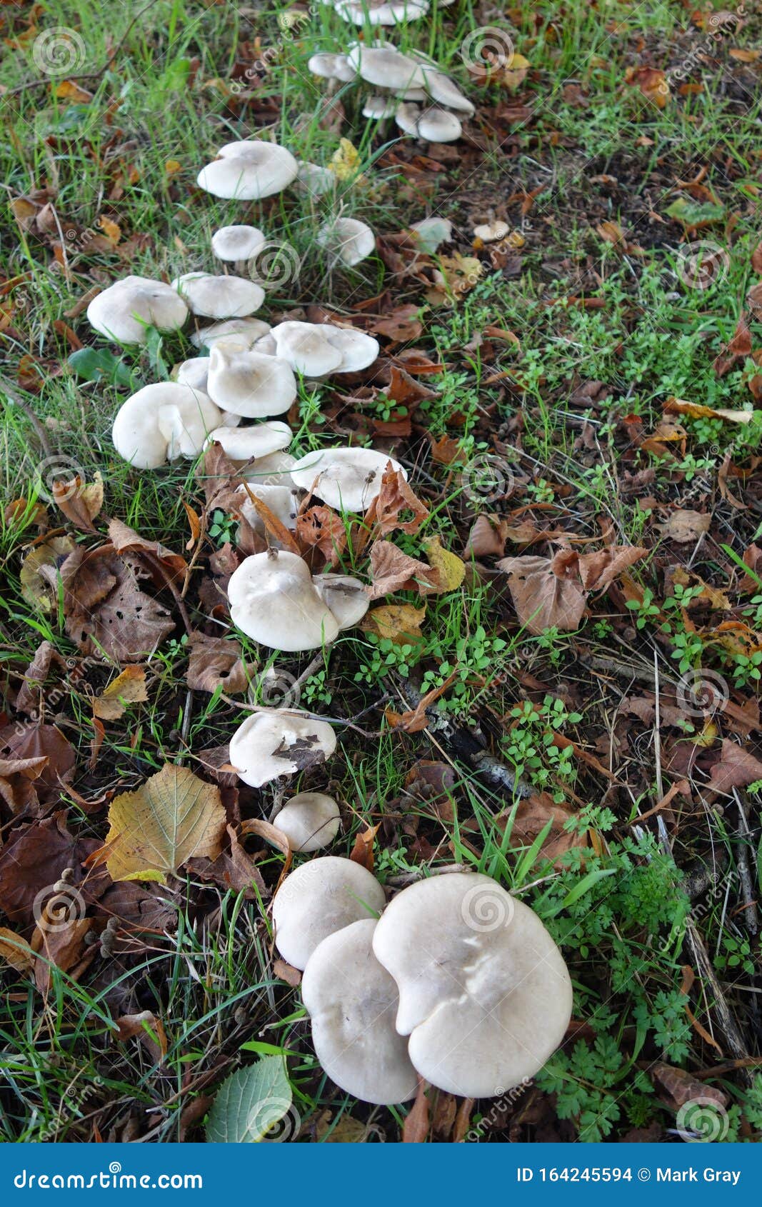 Row of White Toadstools in Autumn Stock Photo - Image of mushrooms ...