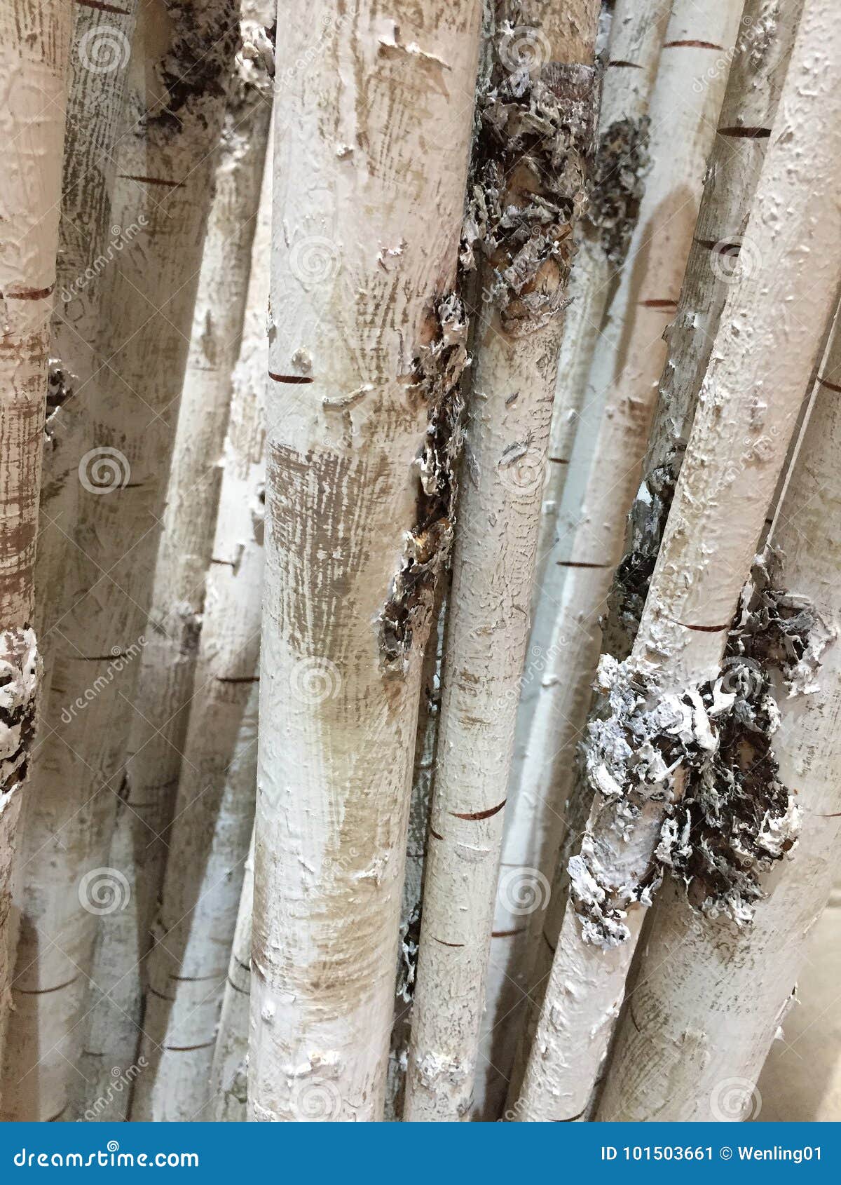A row of white tree trunks stock image. Image of size - 101503661