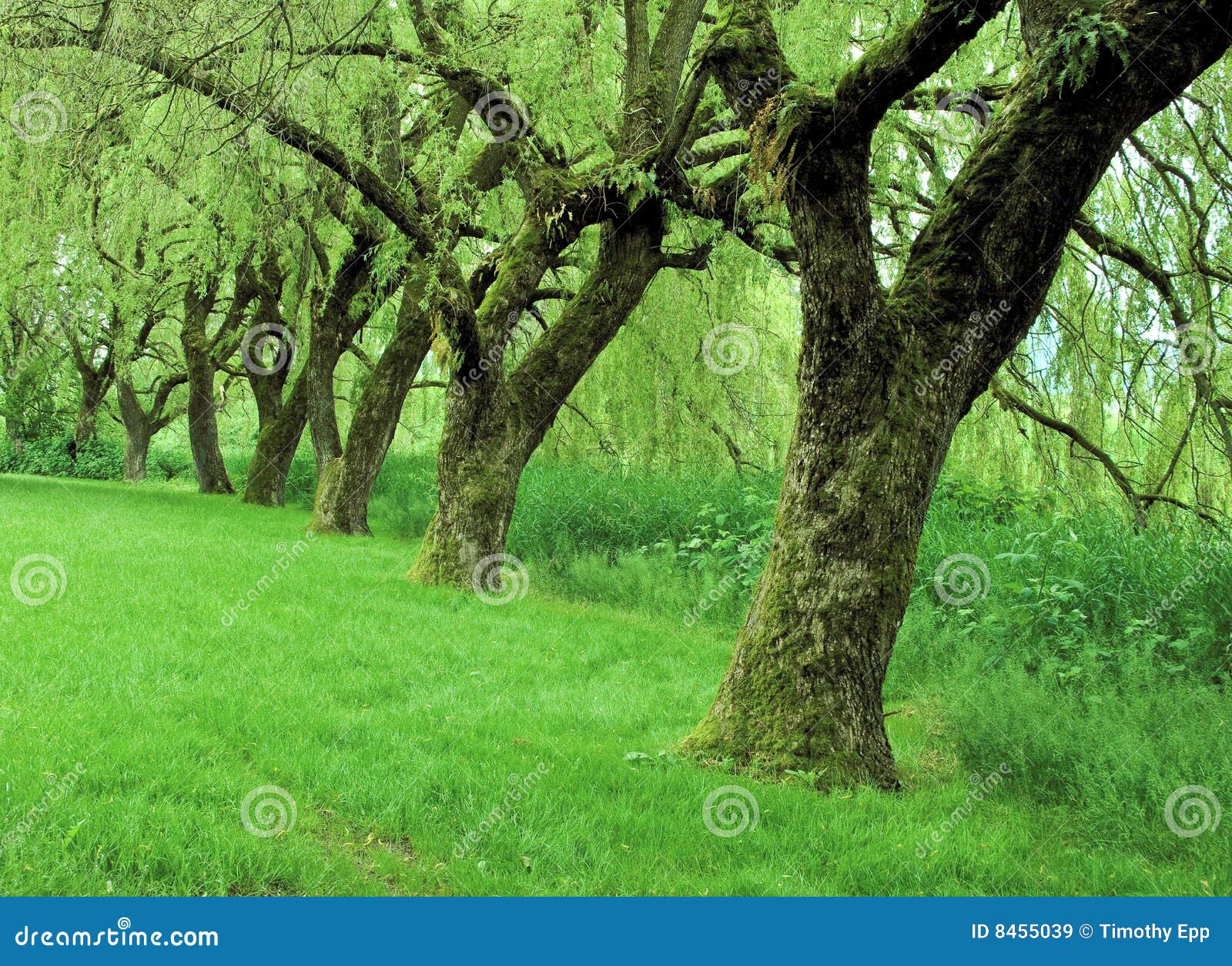 Row of willow trees stock image. Image of green, trees - 8455039