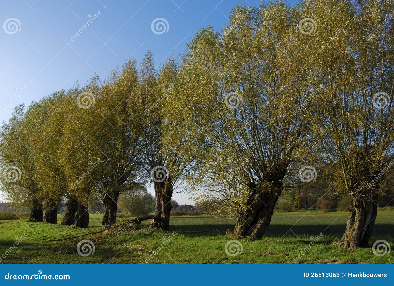 A row of willows stock image. Image of blue, shadows - 26513063