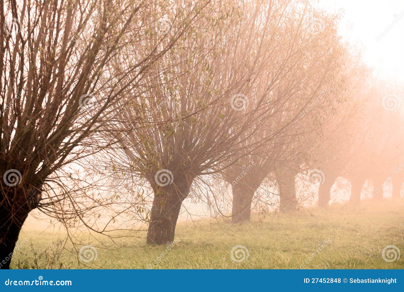 Row of willows stock photo. Image of golden, branches - 27452848