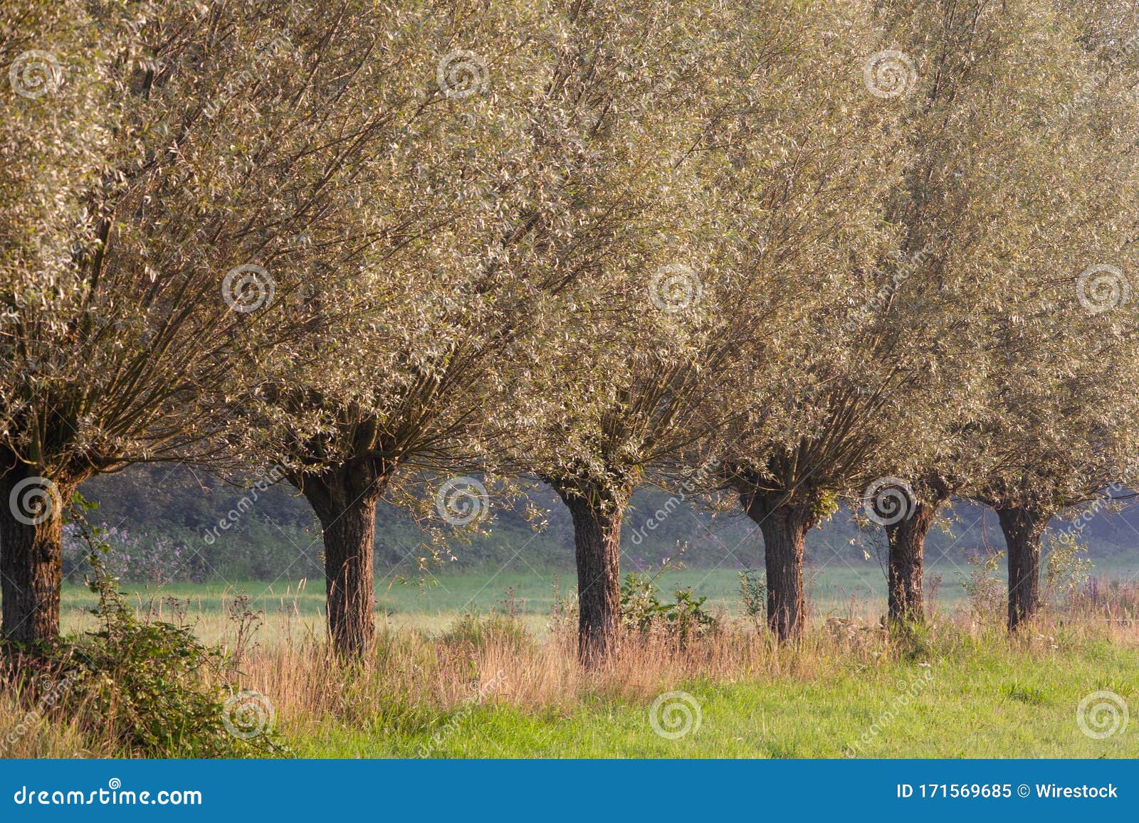 Row of Willows in the Morning Sunlight - Great for a Wallpaper Stock ...