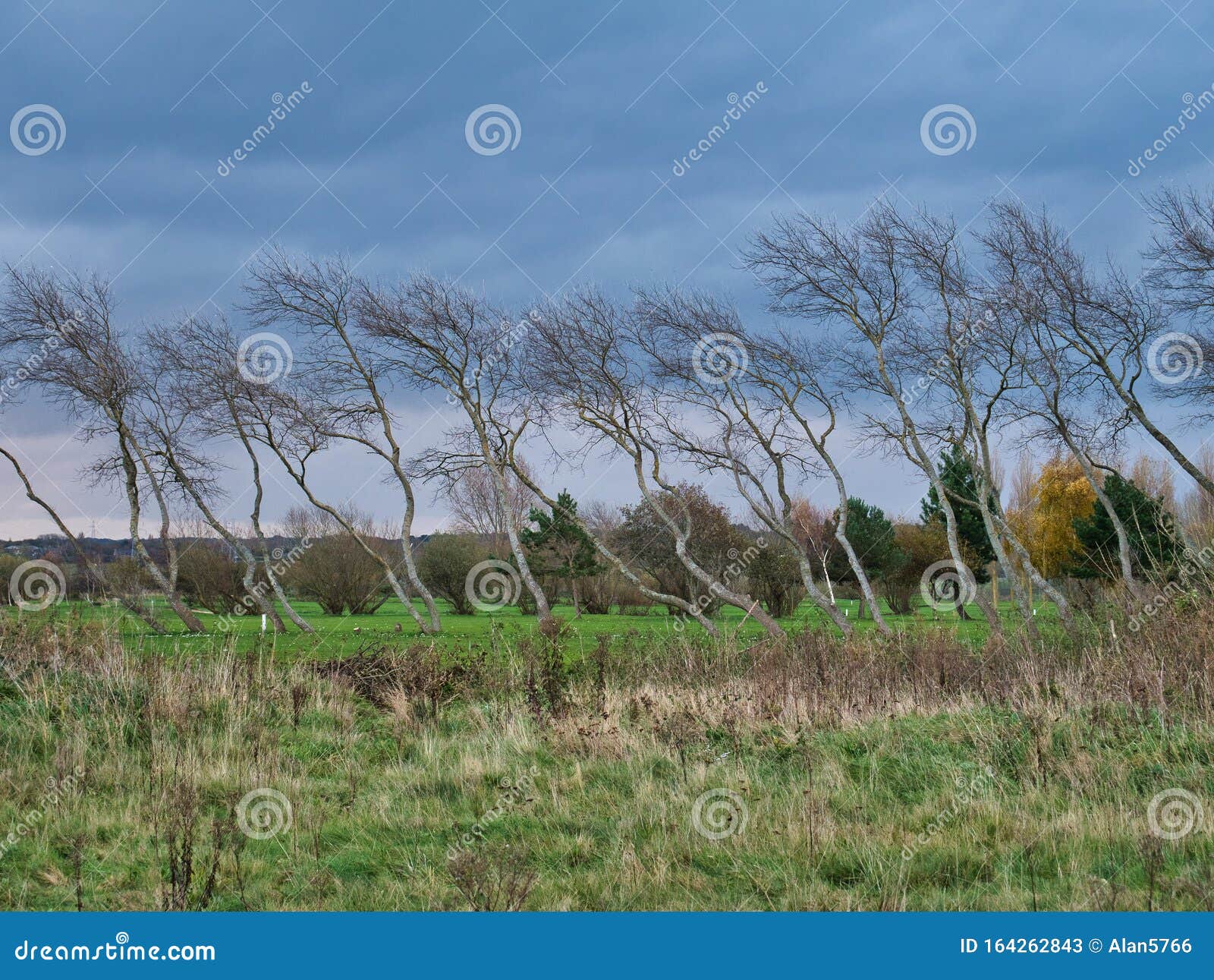 A Row of Wind Blown Trees on an Overcast Day in Winter Stock Image ...