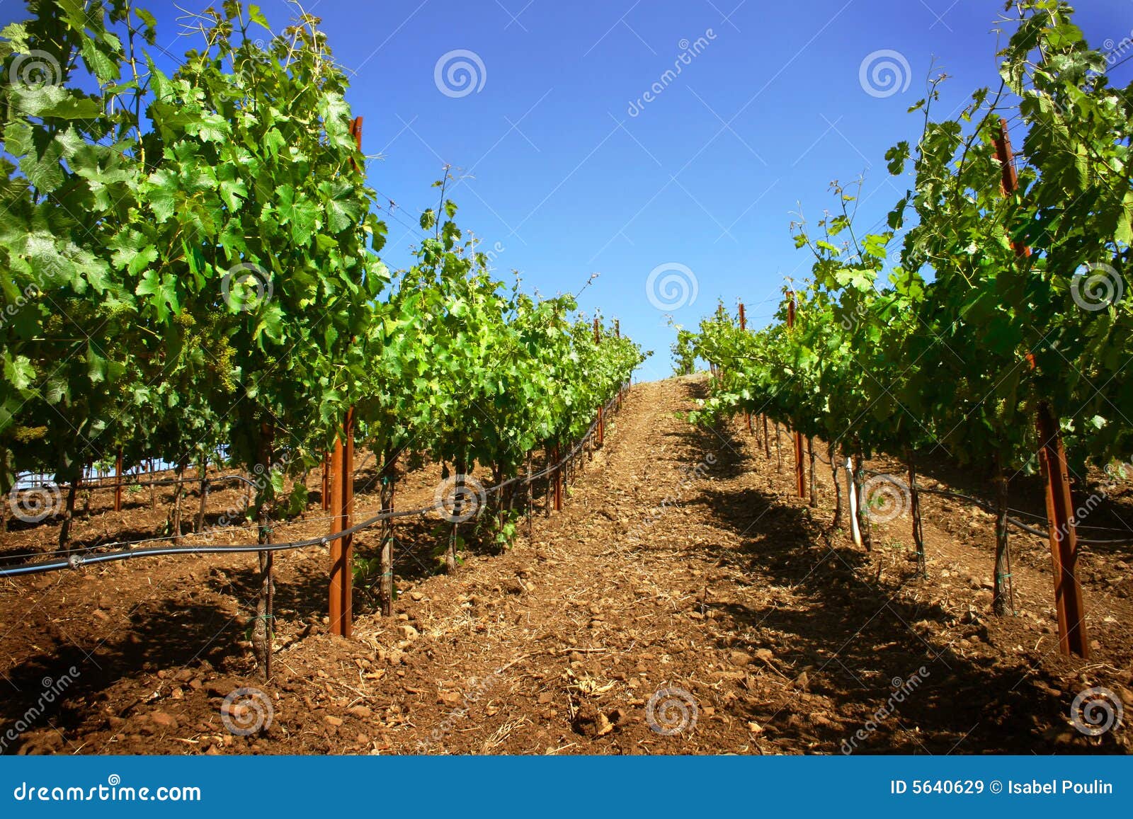 Row of wines stock image. Image of winery, hillside, flower - 5640629