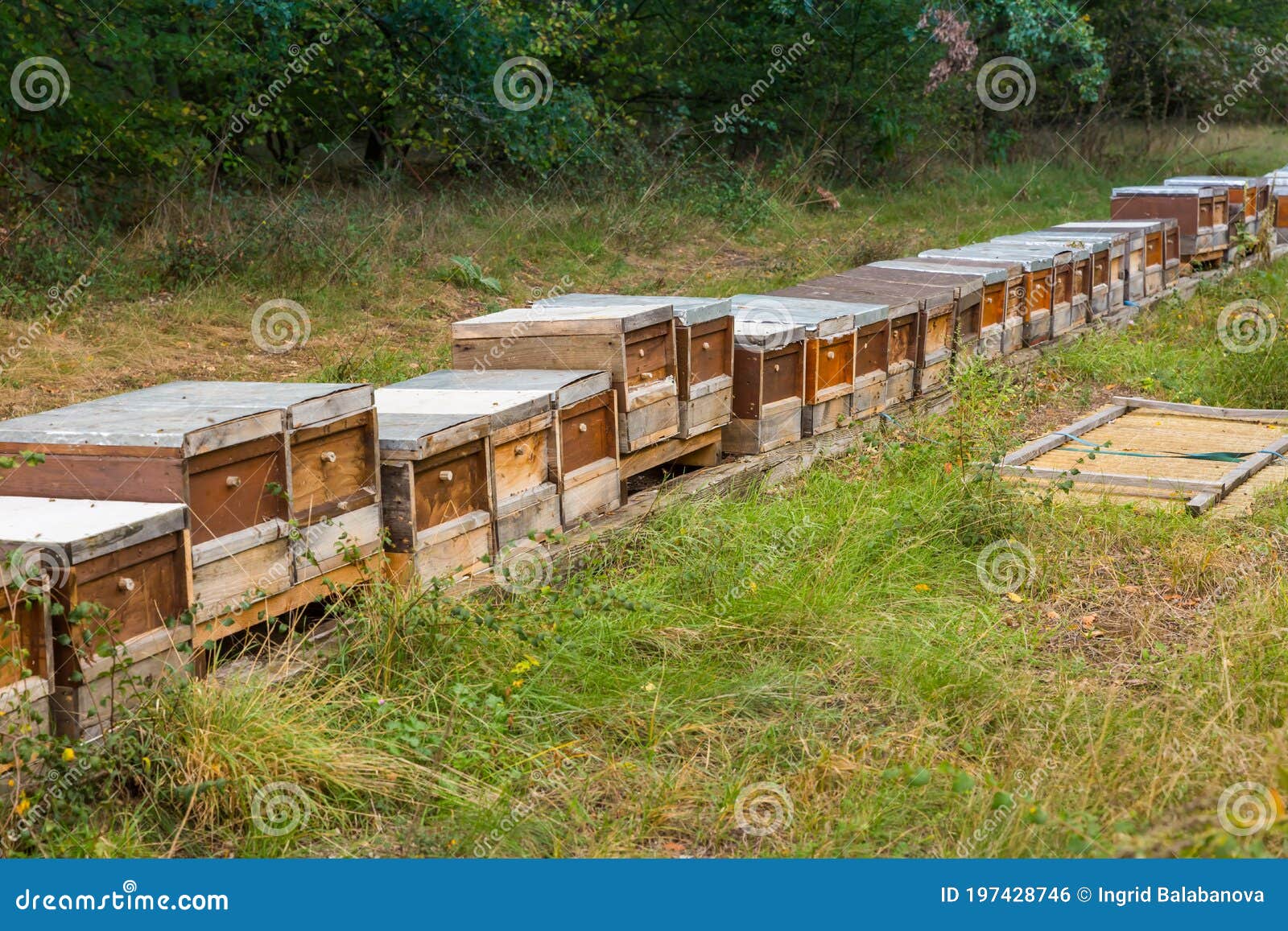 Row of Wooden Beehives on Forest Edge for Wild Bees Stock Photo - Image ...