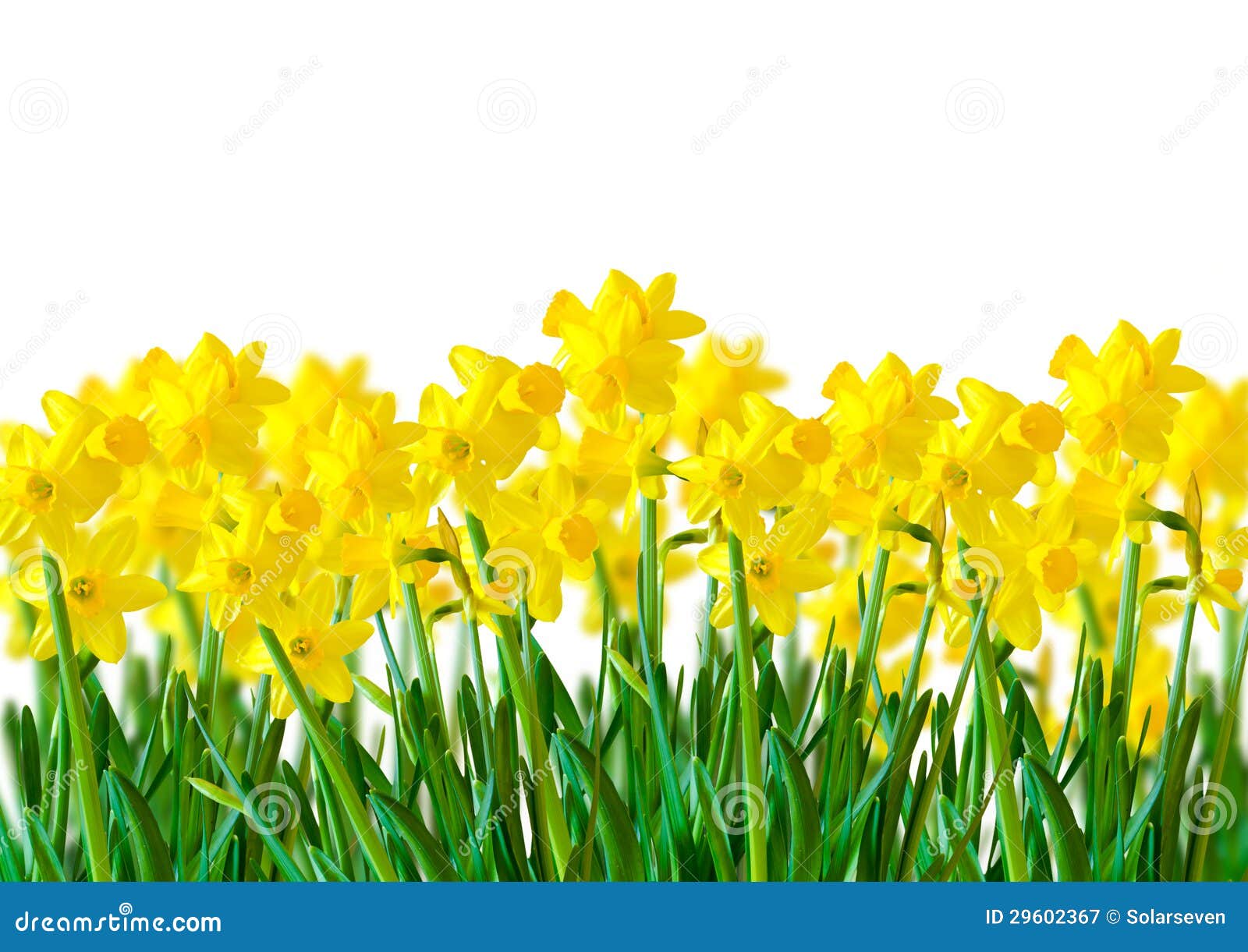 Yellow Daffodils With Beautiful Urban City Background Royalty-Free ...
