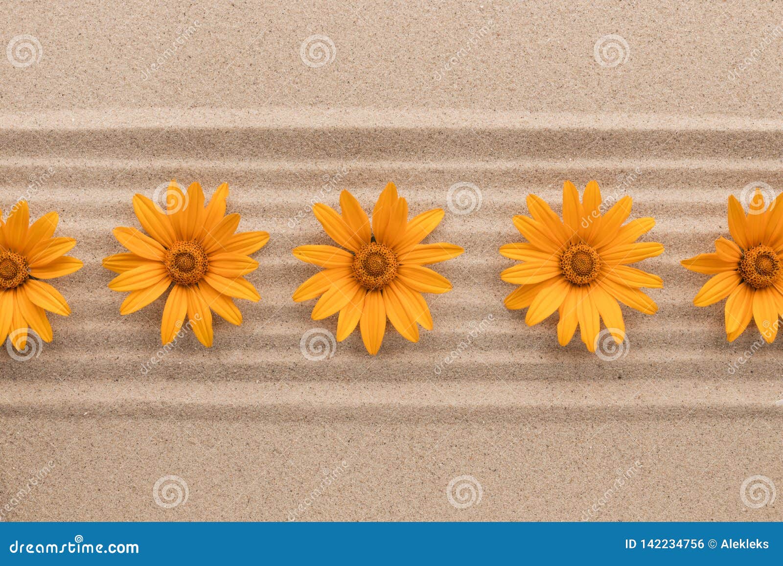 Row of Yellow Daisies Lying on Sand Lines Stock Photo - Image of flora ...