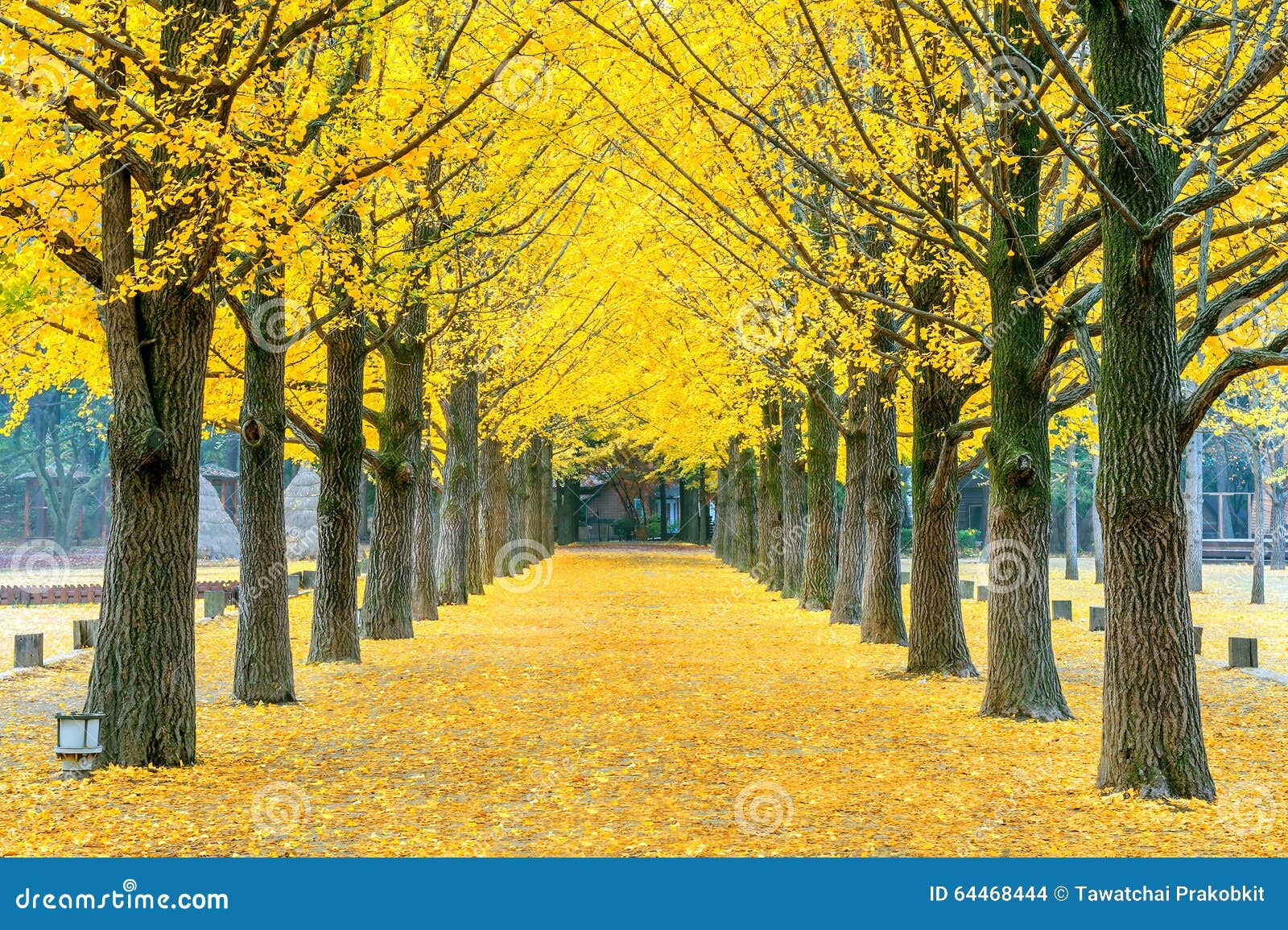 1,081 Nami Tree Stock Photos - Free & Royalty-Free Stock Photos from ...