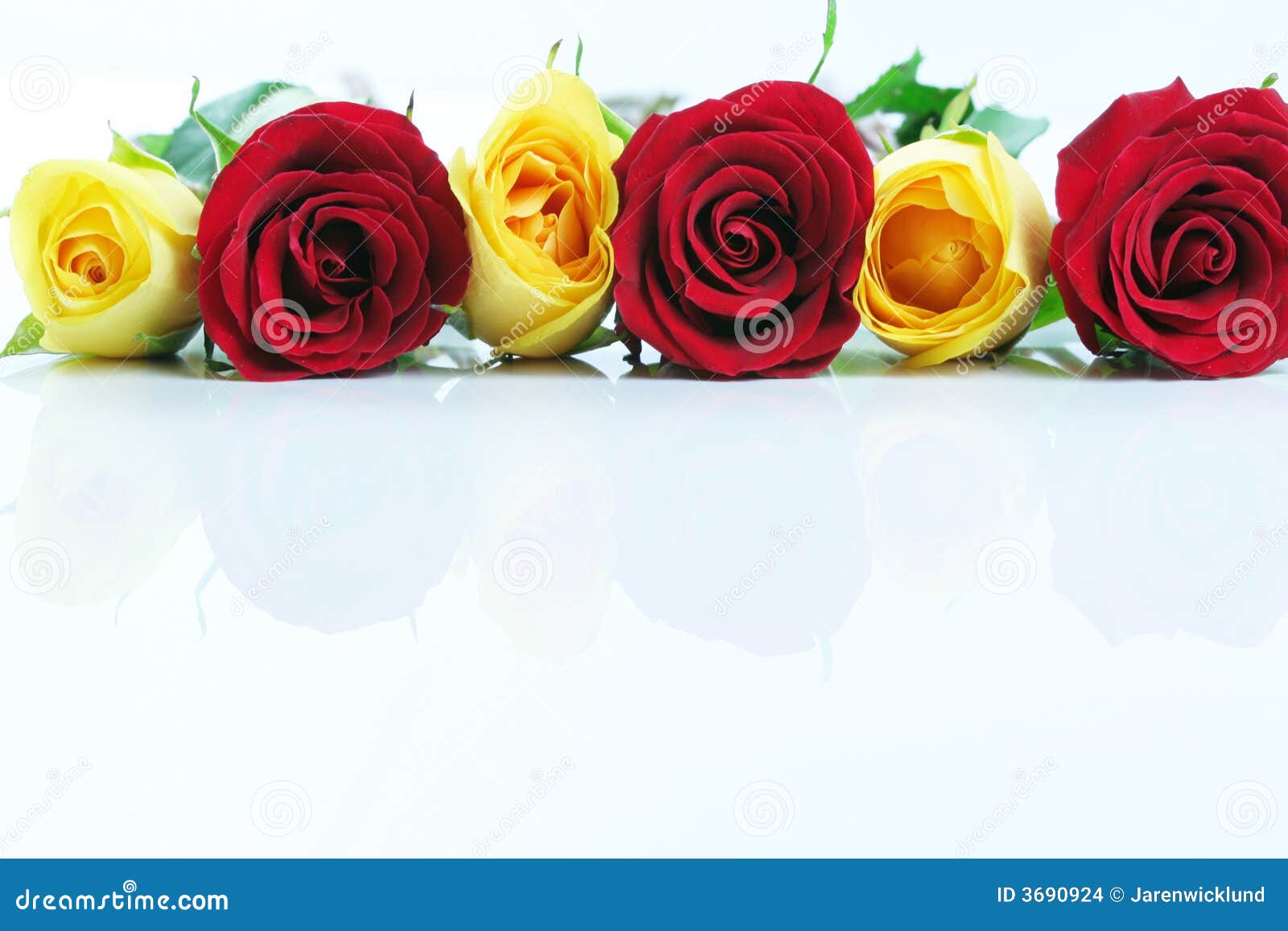Row of Yellow and Red Roses Stock Photo - Image of anniversary ...