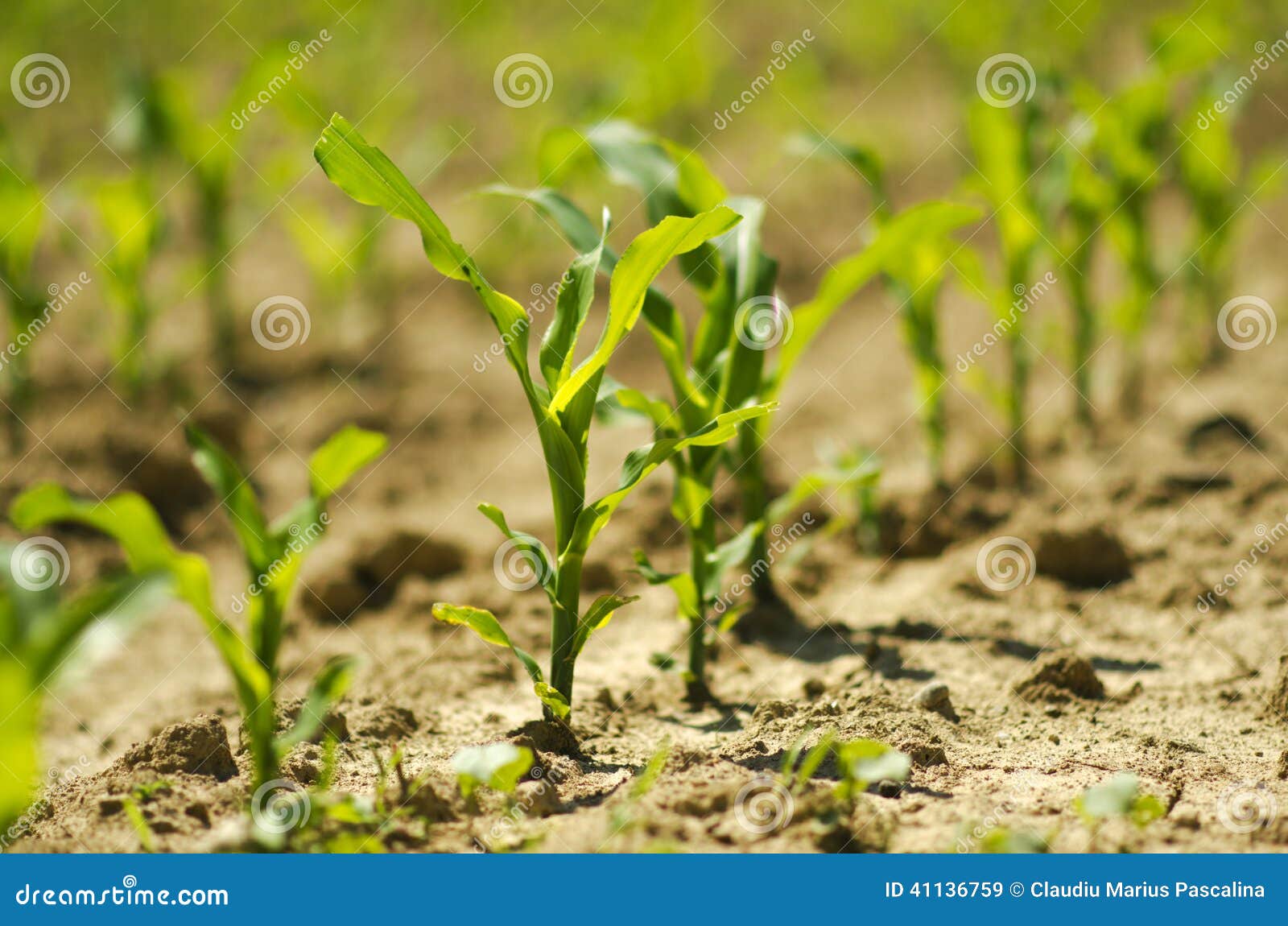 Young Corn Plants Royalty-Free Stock Photography | CartoonDealer.com ...