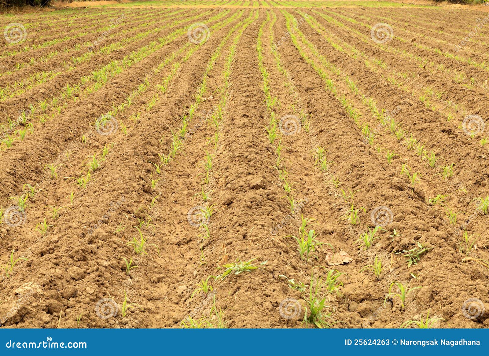 Row of Young Corn on Plow Land Stock Image - Image of corn, food: 25624263