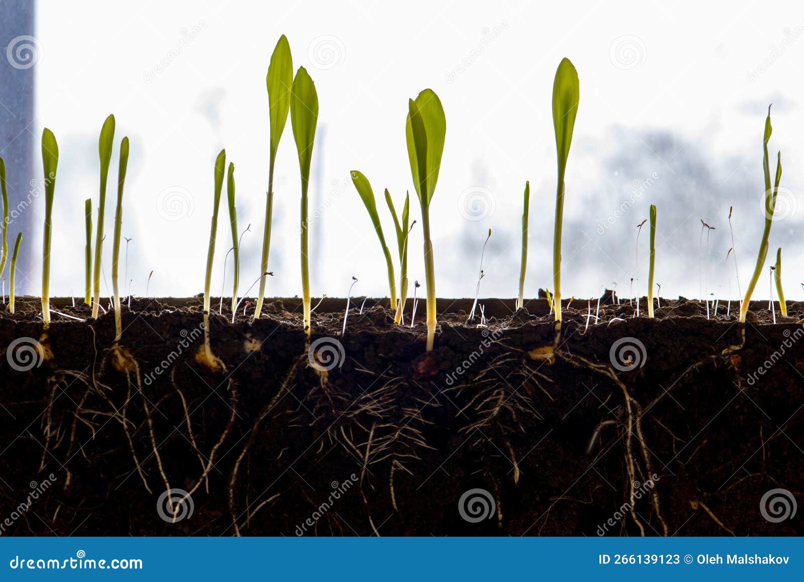 A Row of Young Corn Shoots with Roots Stock Image - Image of growth ...