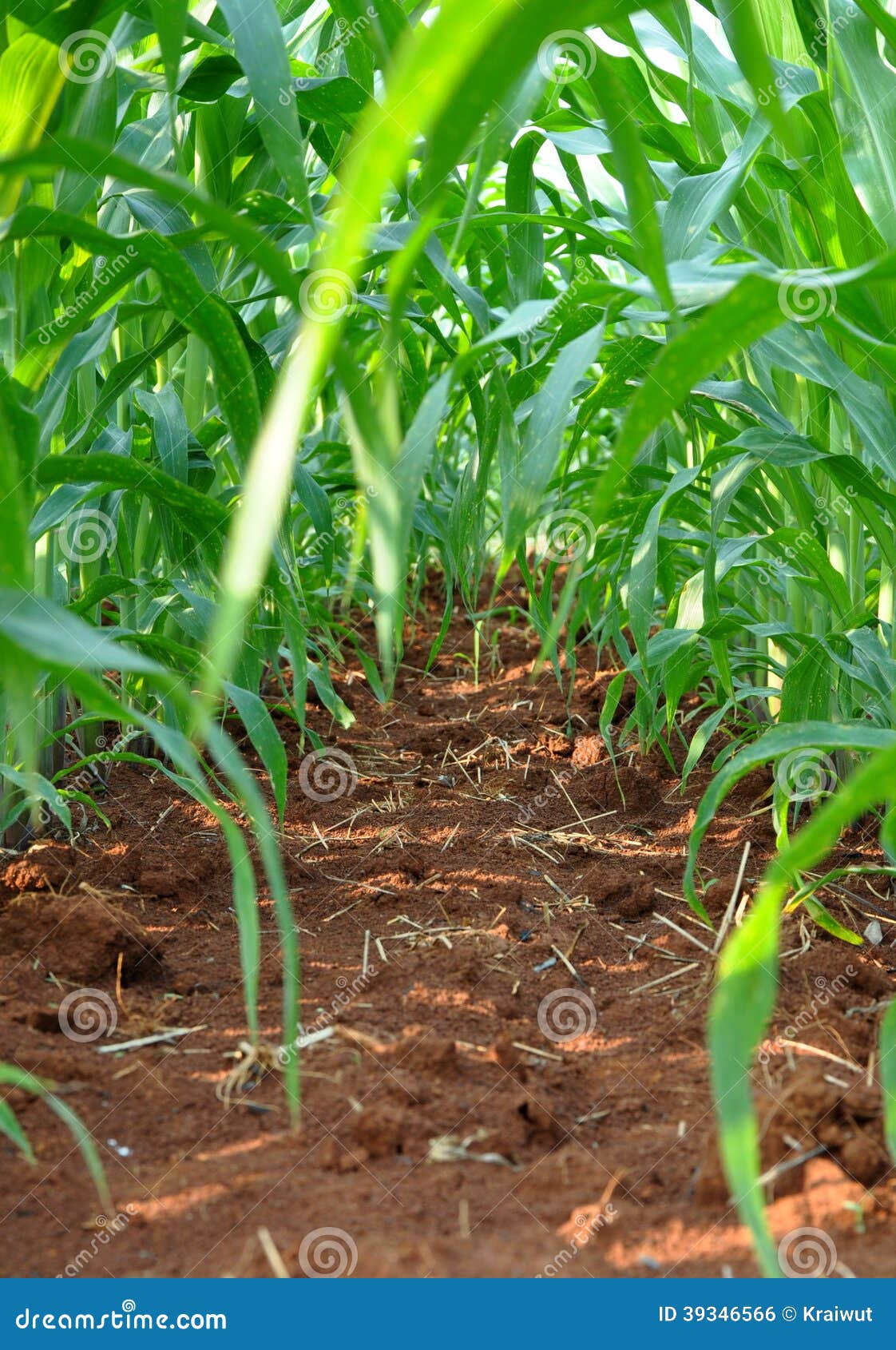 Row of young corn stock photo. Image of foliar, bush - 39346566