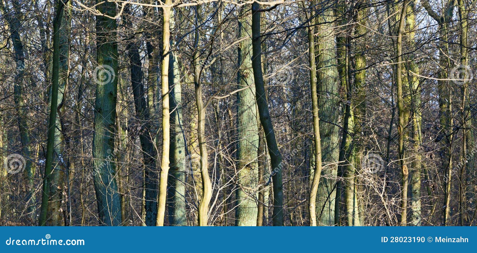 Row of young oak trees stock photo. Image of pattern - 28023190