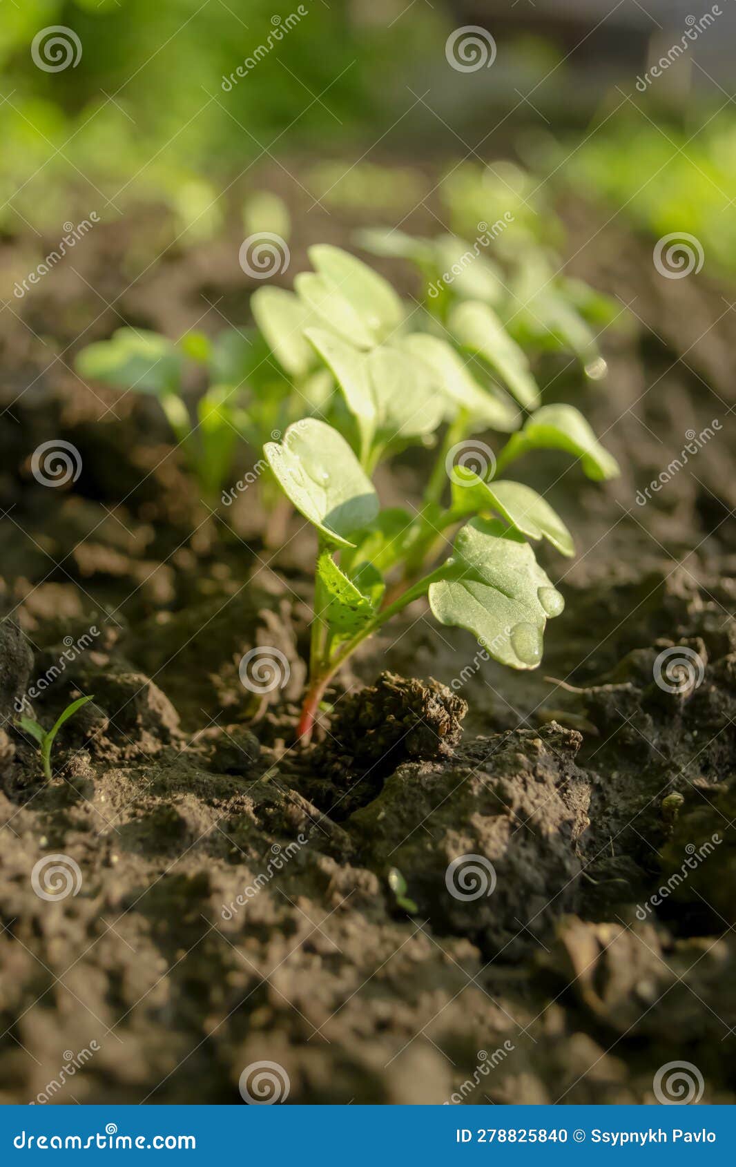 A Row of Young Radish. Radish Seedlings. a Row of Young Radish Bushes ...