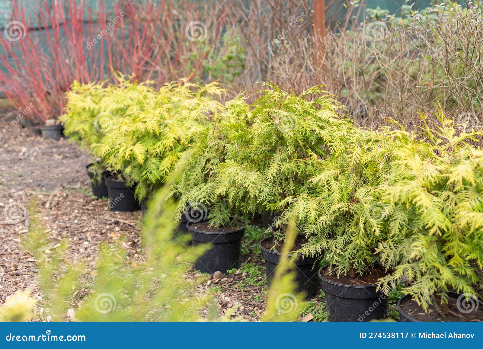 Row of Young Thuja Plants in Pots on Tree Farm. Stock Image - Image of ...