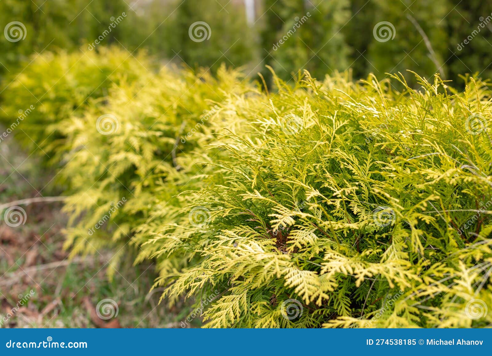 Row of Young Thuja Plants in Pots on Tree Farm Stock Image - Image of ...